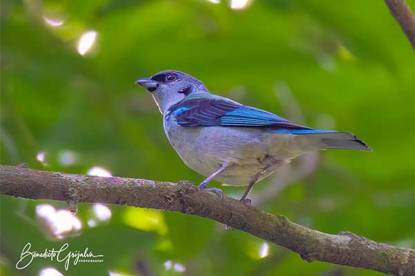 Azure – rumped Tanager - Birds in Guatemala | Birdwatching Tours ...