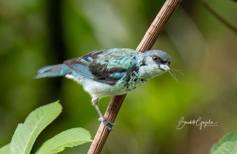 Azure – rumped Tanager - Birds in Guatemala: Tours, Endemics & Birding ...
