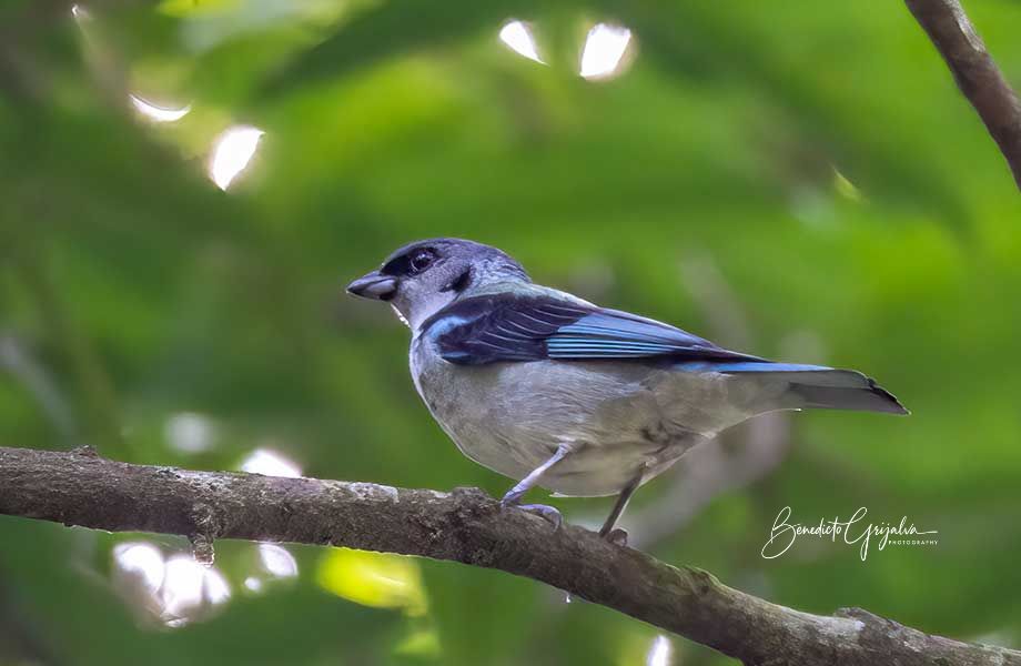Azure – rumped Tanager - Birds in Guatemala: Tours, Endemics & Birding ...
