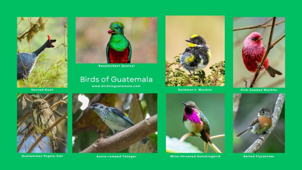 Birds in Guatemala: Tours, Endemics & Birding Hotspots