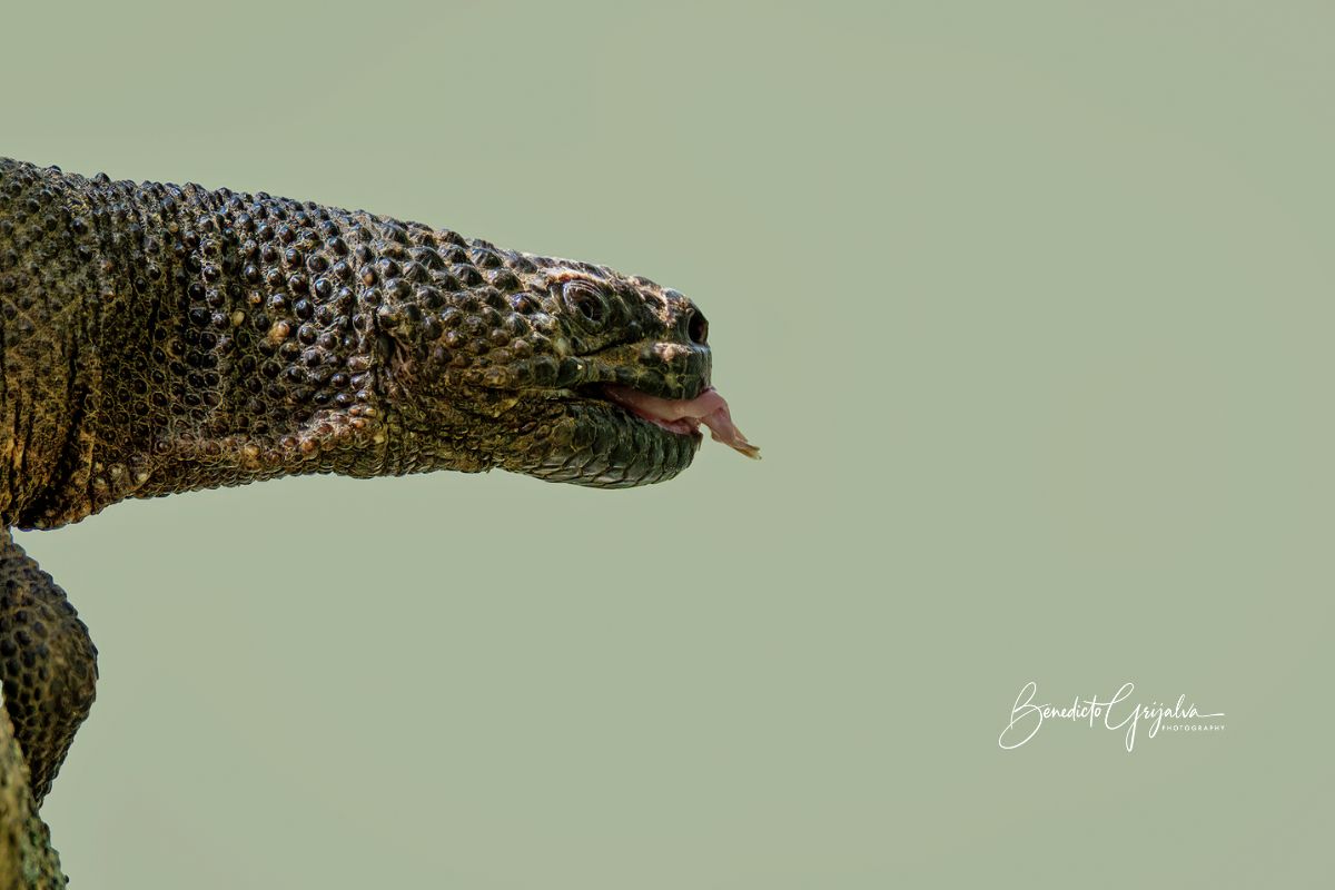 Reptiles of Guatemala: A Diverse World Waiting to be Explored
