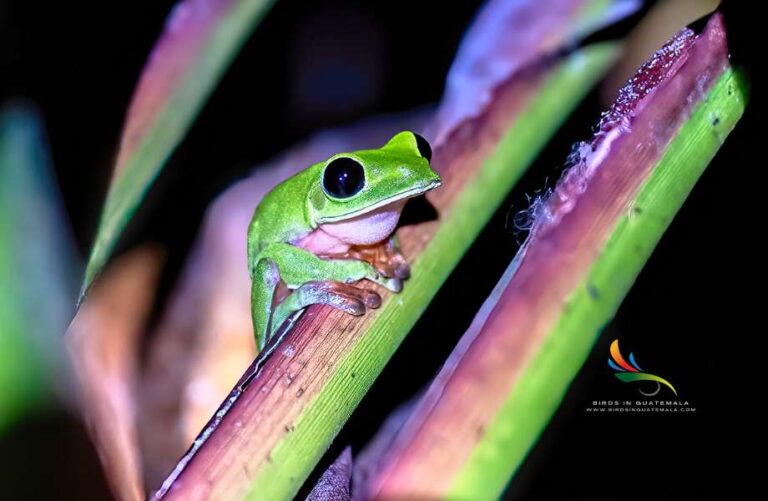 Morelet’s Tree Frog in Guatemala: Habitat, Facts & Conservation